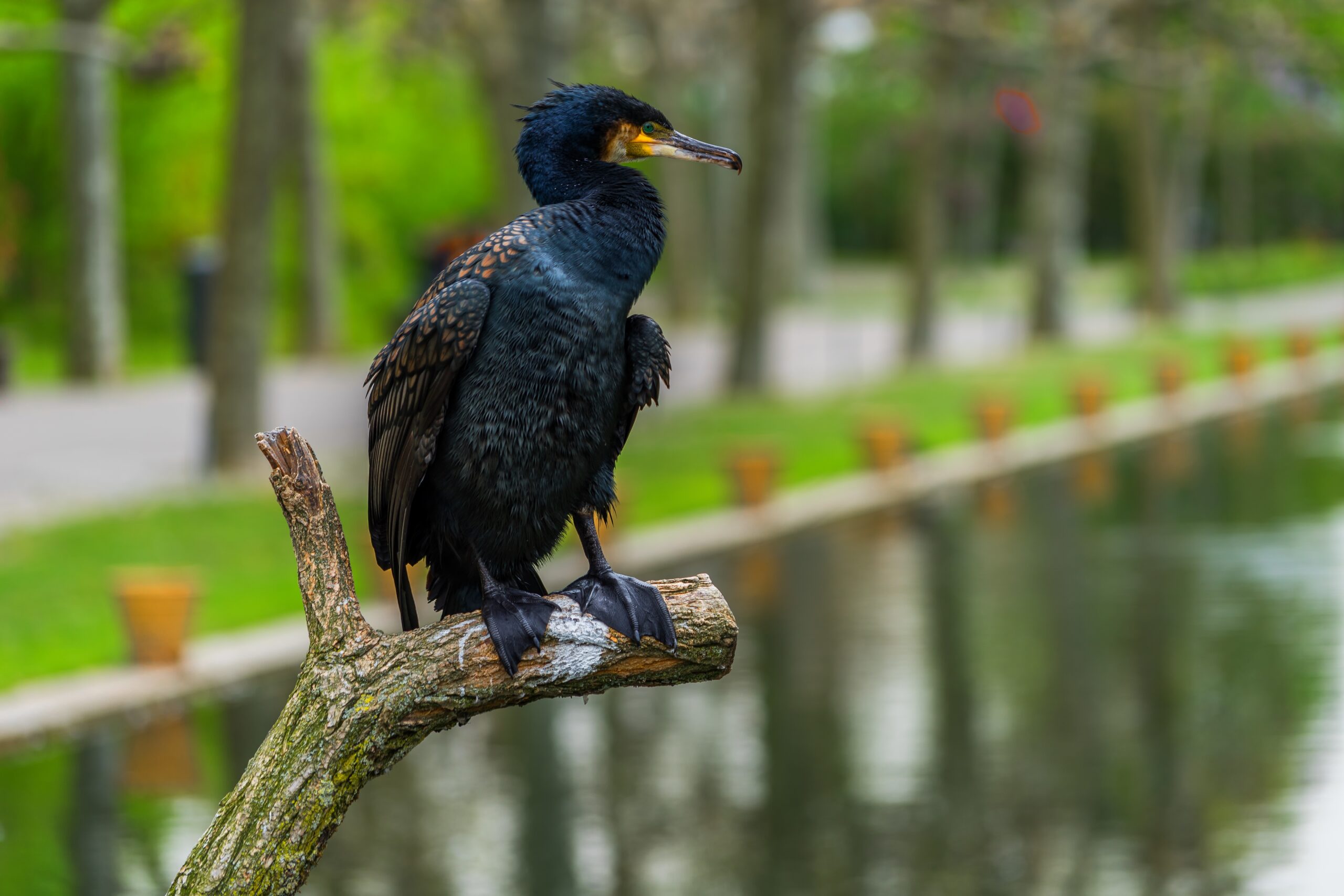 Der Kormoran - Junge Naturwächter