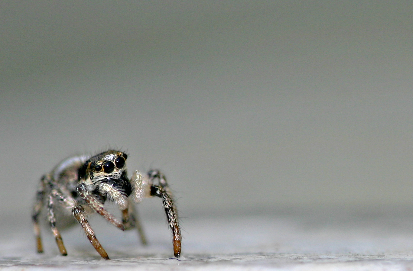 Artenforscher*innen Camp Faszinierende Spinnen - Junge Naturwächter
